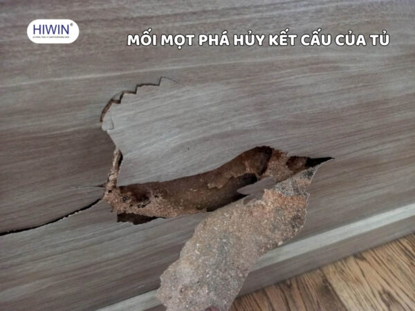 Mẹo xử lý và phòng chống mối mọt cho tủ lavabo gỗ hiệu quả